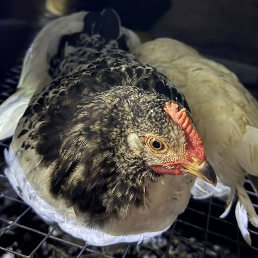 Цыплята несушки Кучинские Легорн разные породы