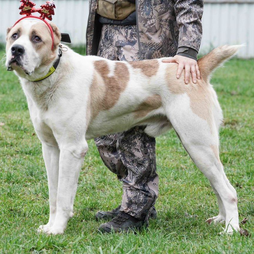 Среднеазиатская овчарка, щенок