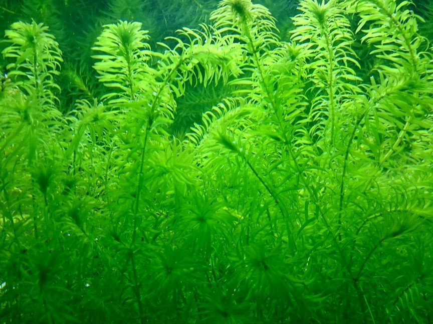 Обменяю аквариумные растения на Элодею