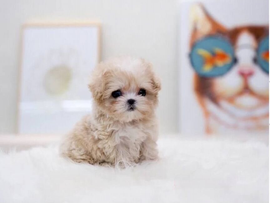 Мальчик мальтипу тикап размер из Кореи