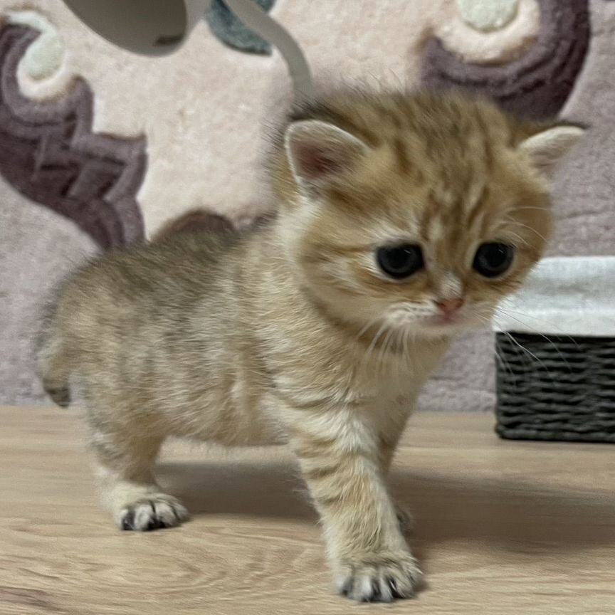 Британские котята