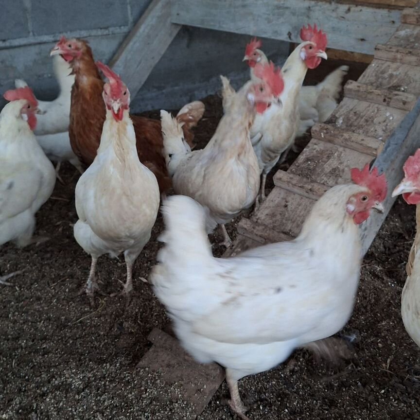 Куры несушки домашние
