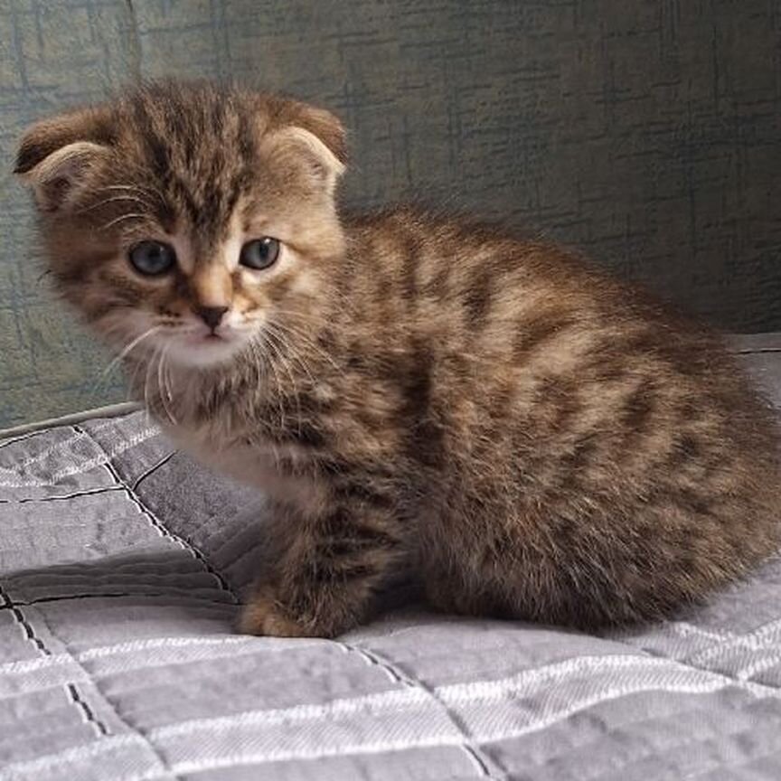 Шотландский вислоухий короткошёрстный котёнок