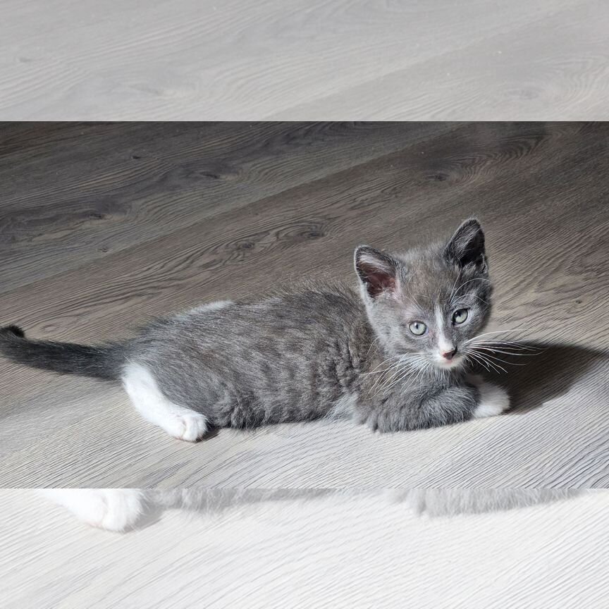 Котёнок в добрые руки