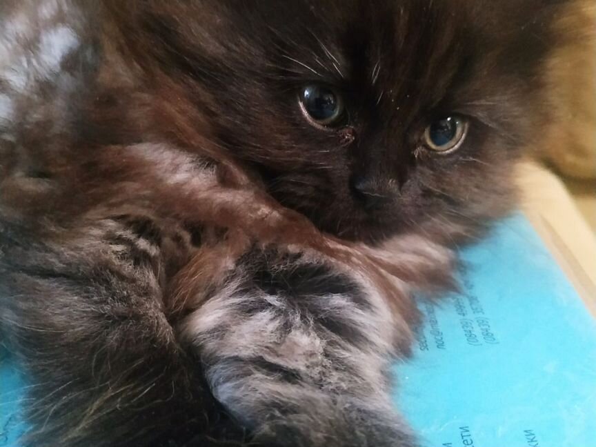 Котята британо-шотландцы