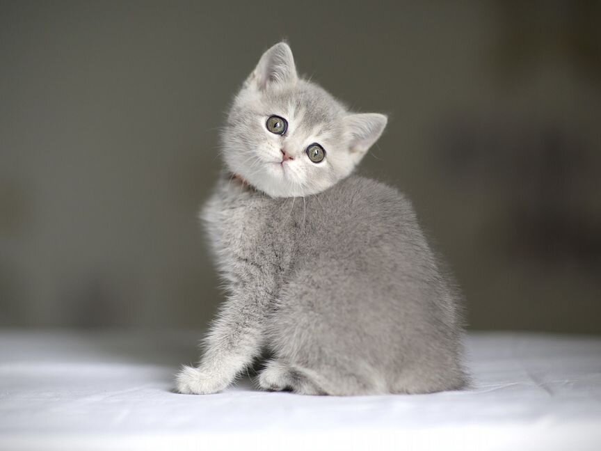 Шотландские вислоухие и прямоухие котята