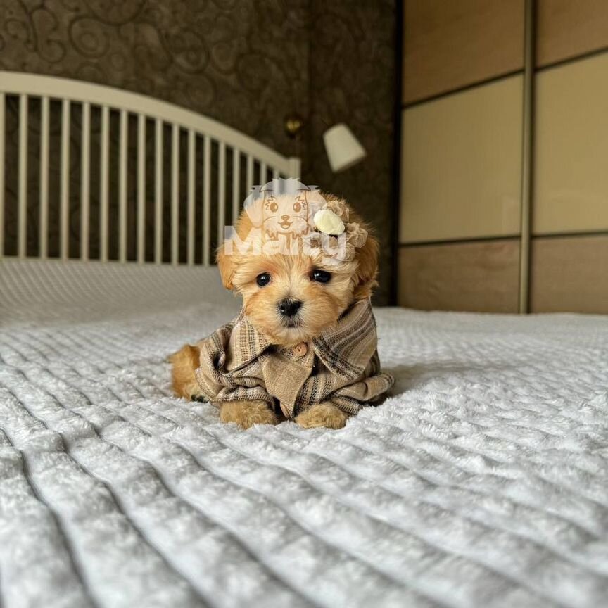 Мальтипу F1 mini девочка