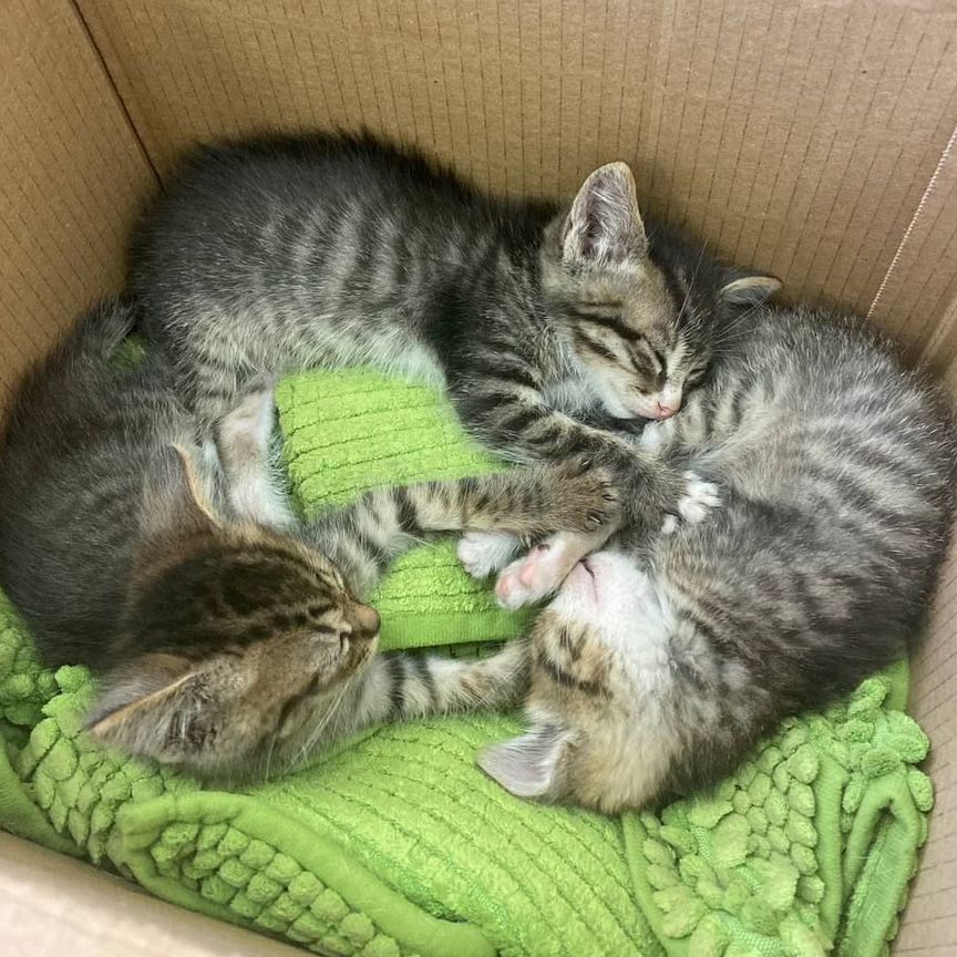 Котята европейские. Остался 1