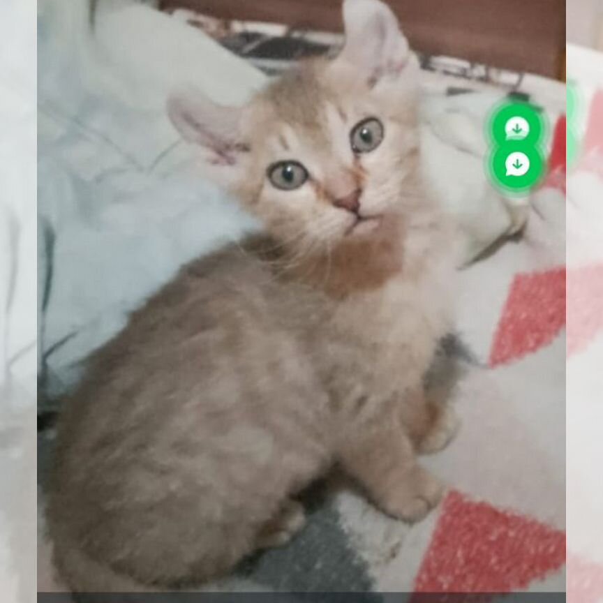 Канадский сфинкс котёнок