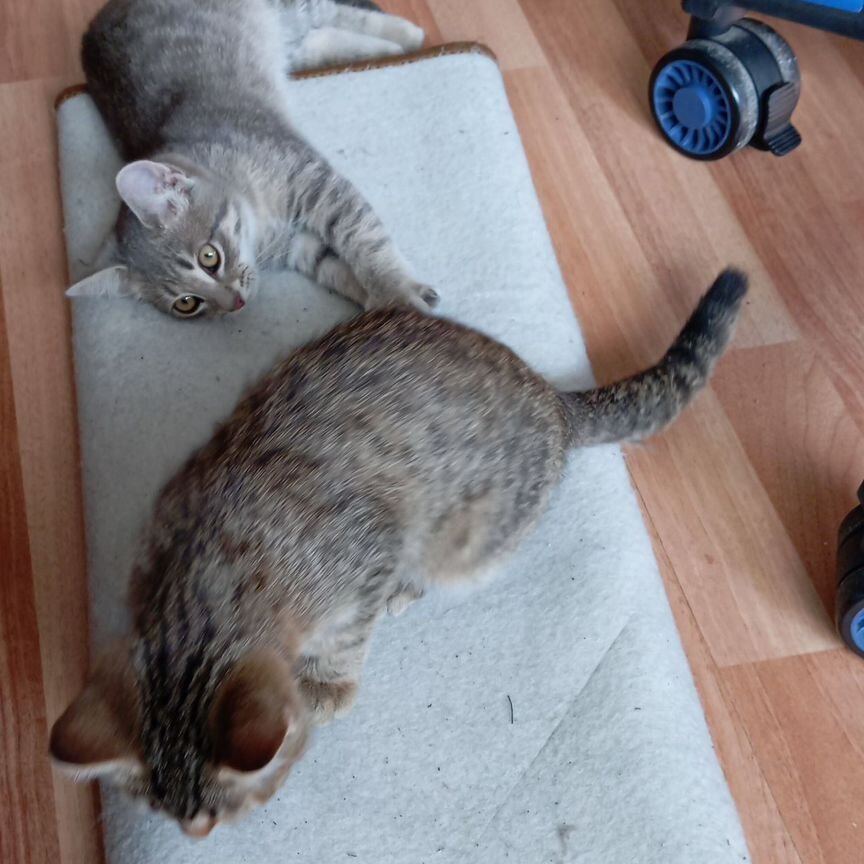 Отдам в добрые руки котят, 4 месяца, кошечки