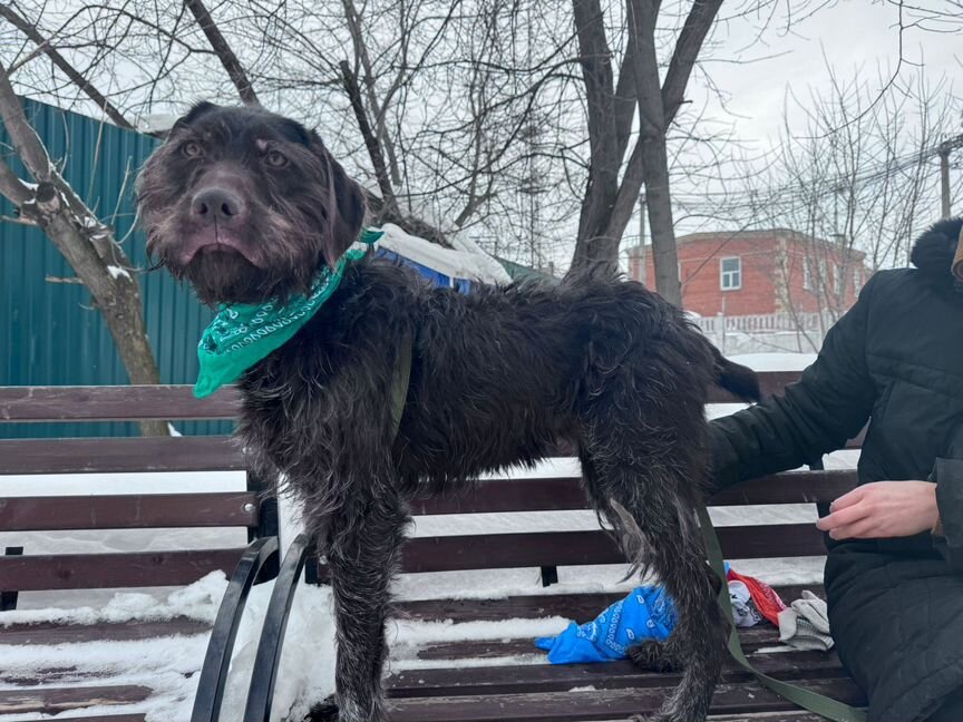 Худая собачка хочет домой