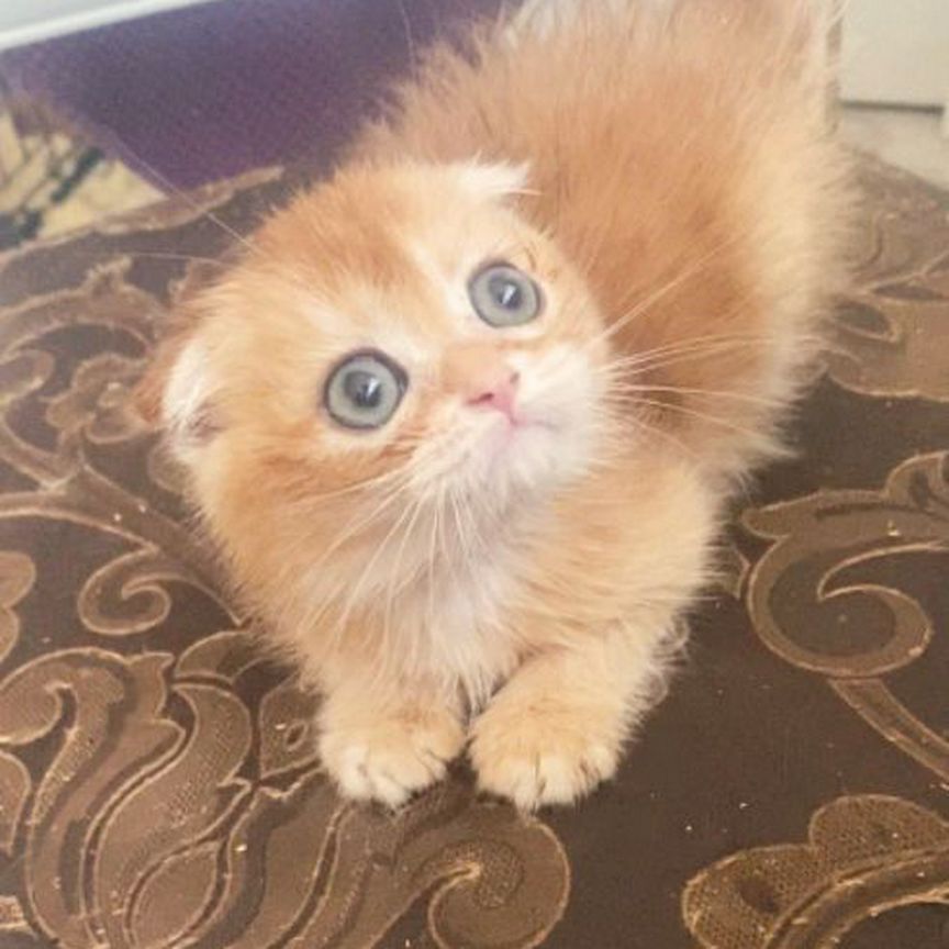 Шотландские котята