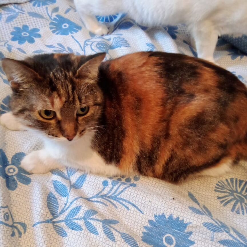 Кошечка ищет дом