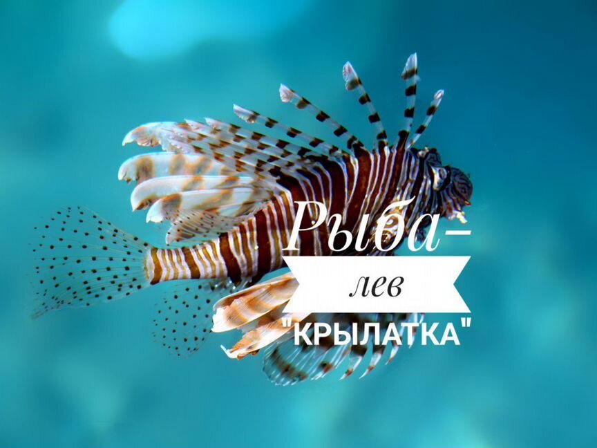 Рыба-лев "Крылатка", S(морская рыбка в наличии)