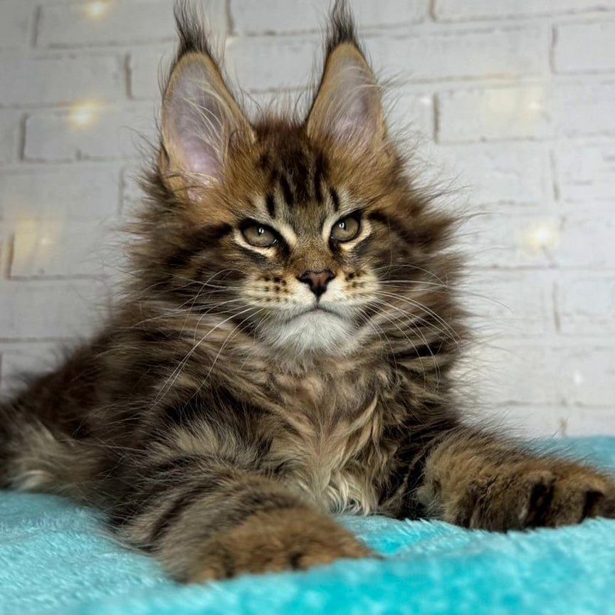 Мейн-кун котёнок