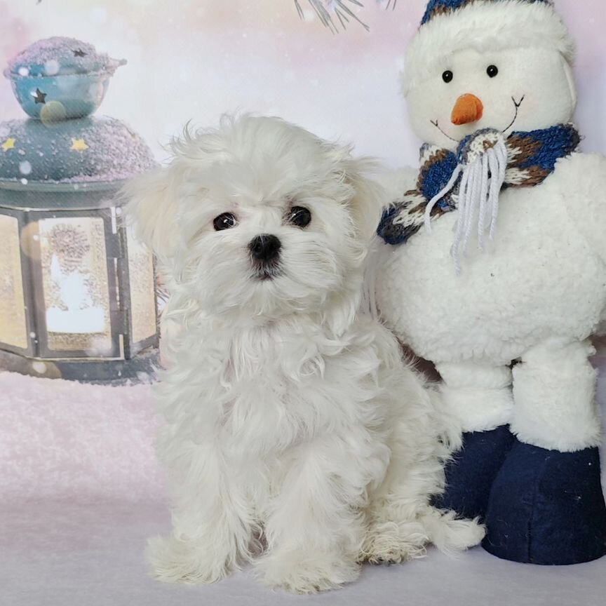 Мальтийская болонка, щенок