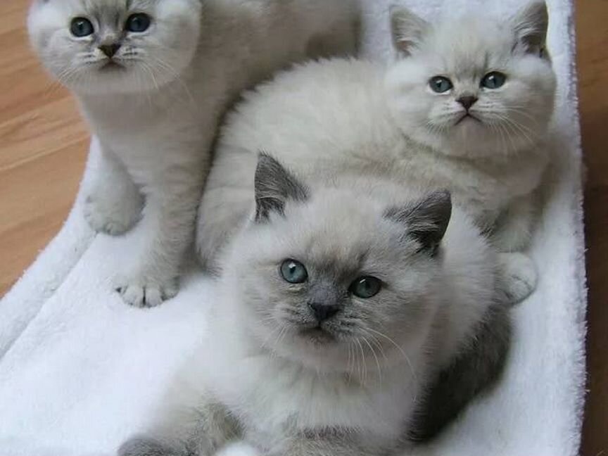 Котята сноу шу