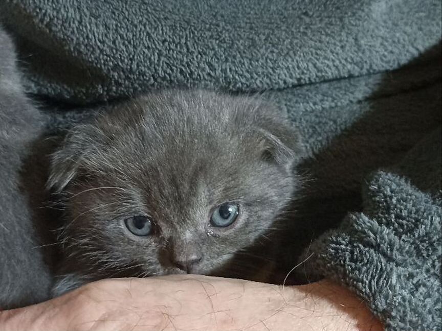 Шотландские котята