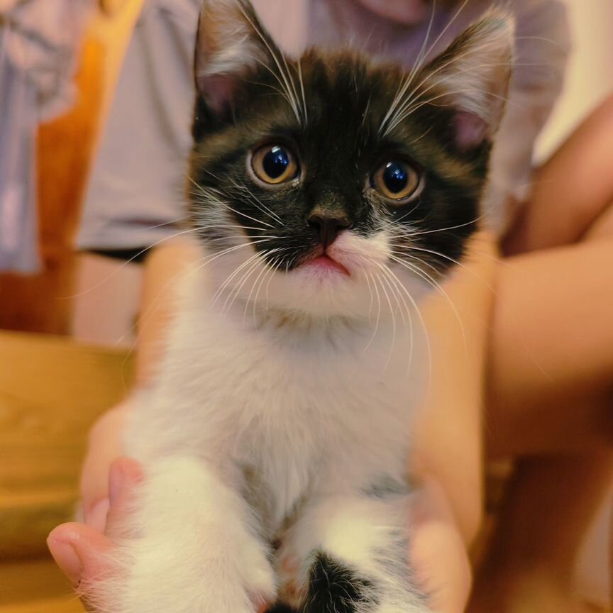 Котята бесплатно