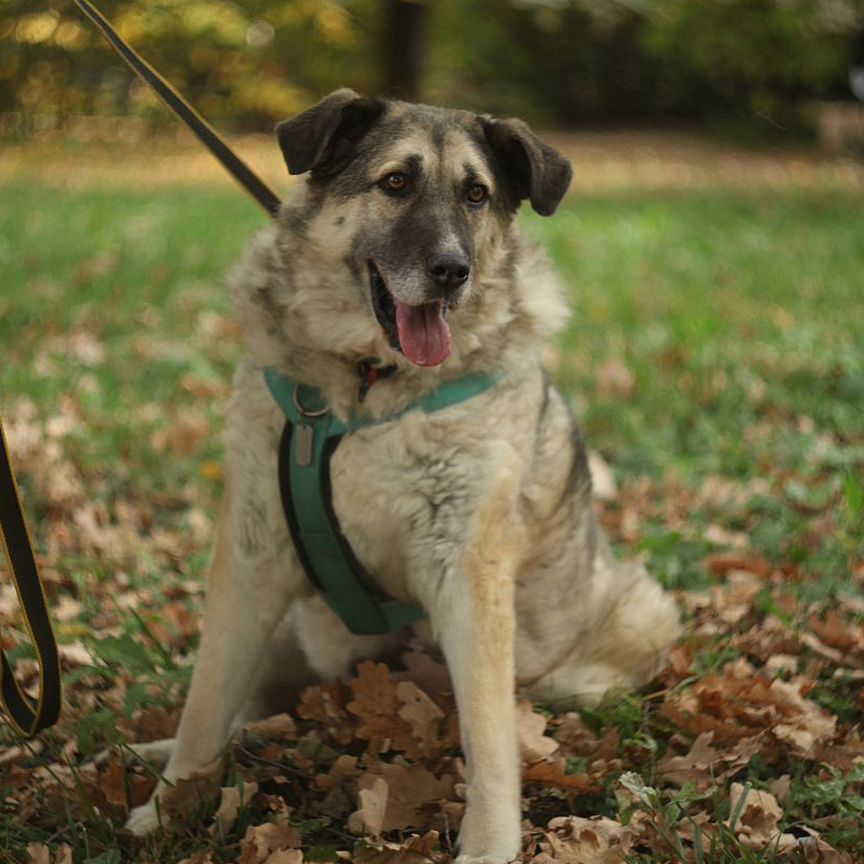 Взрослая собака в добрые руки
