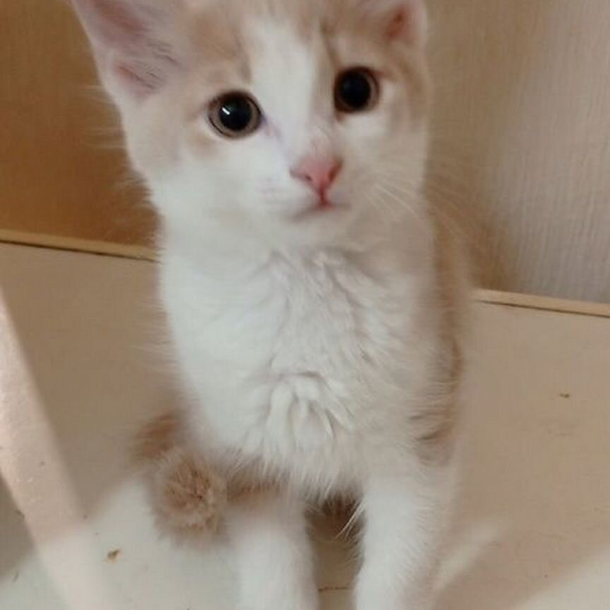 Смешные котёнки (бесплатные)