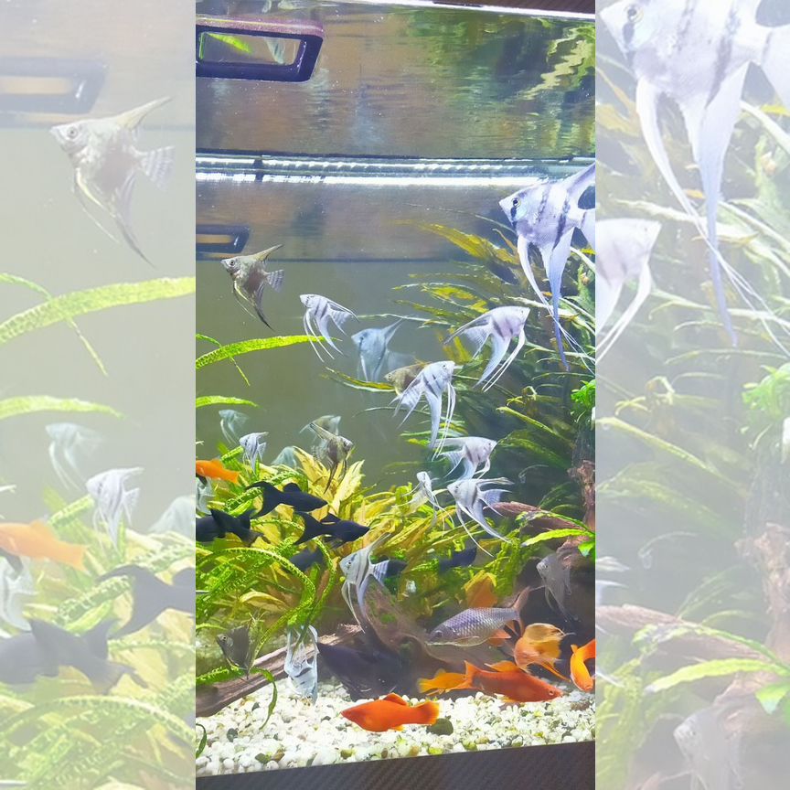 Скалярии голыбые вуаль и скалярии фантом/призрак