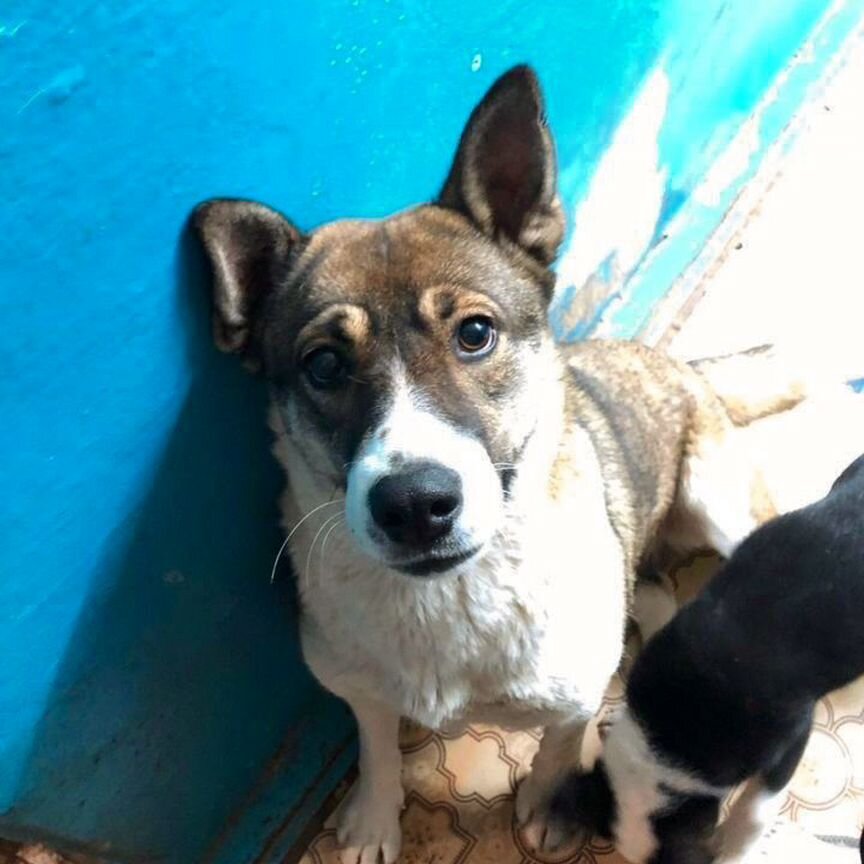 Пристраевается собака