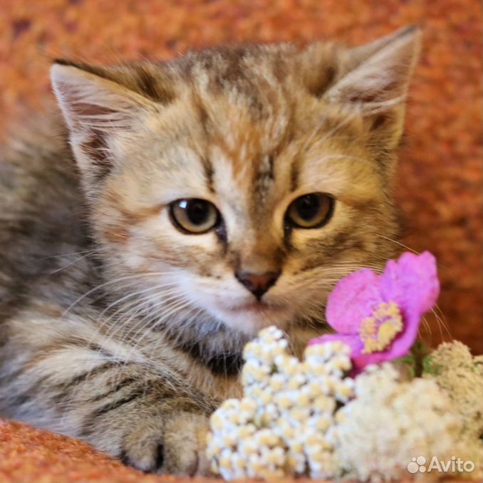 Малышка Триша