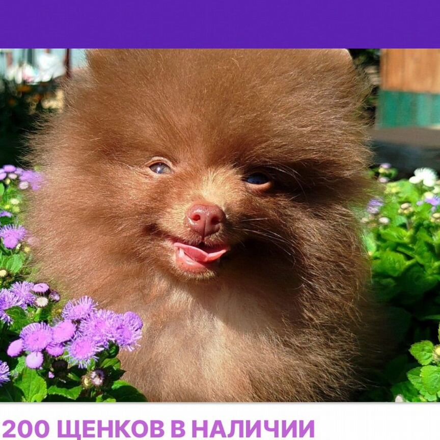 Померанский шпиц на день рожденья