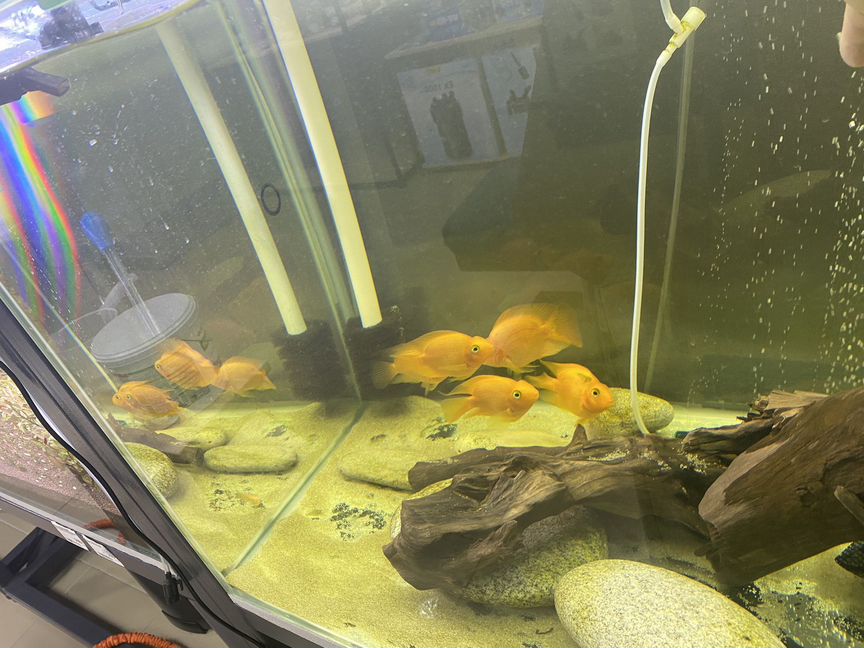 Попугаев желтых, елоу малек