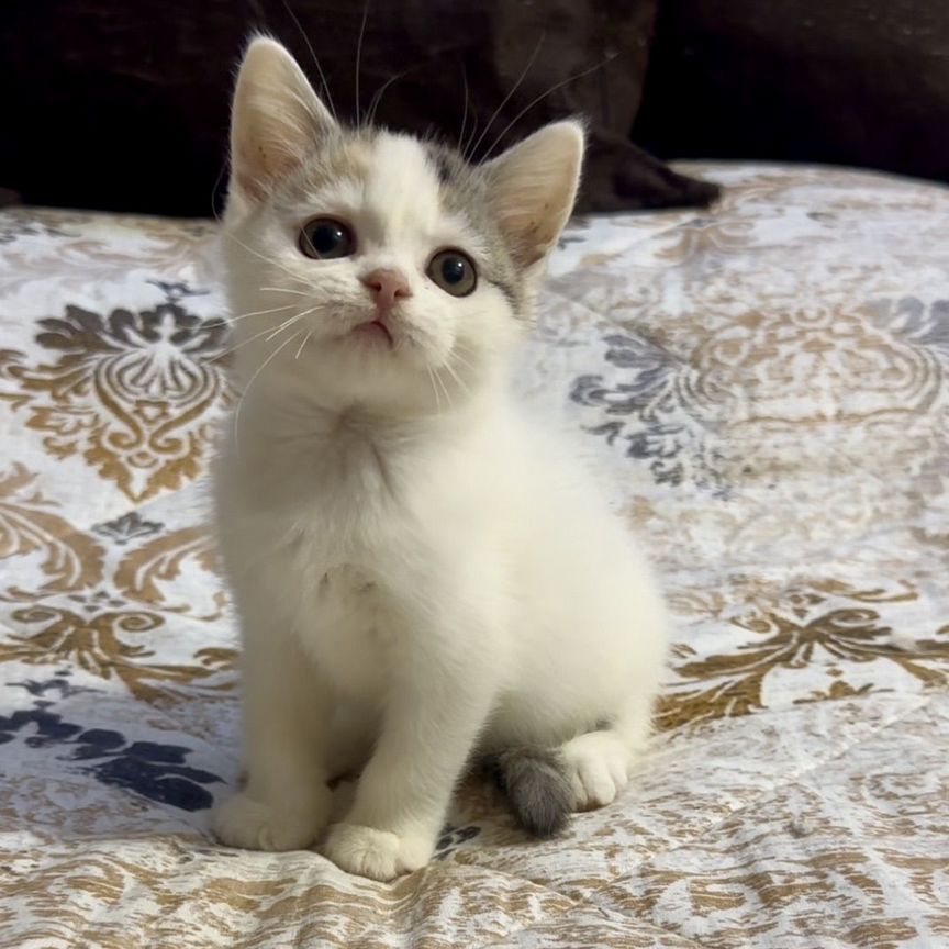 Шотландская девочка