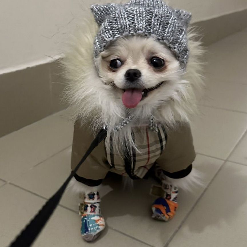 Костюм для собаки зимний