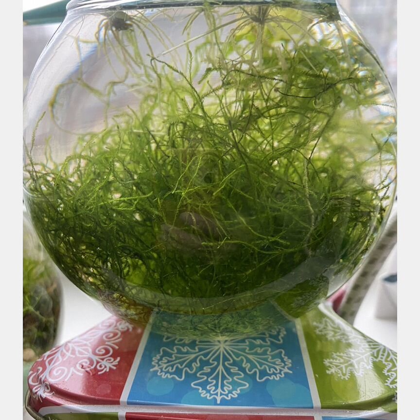 Аквариумное растение