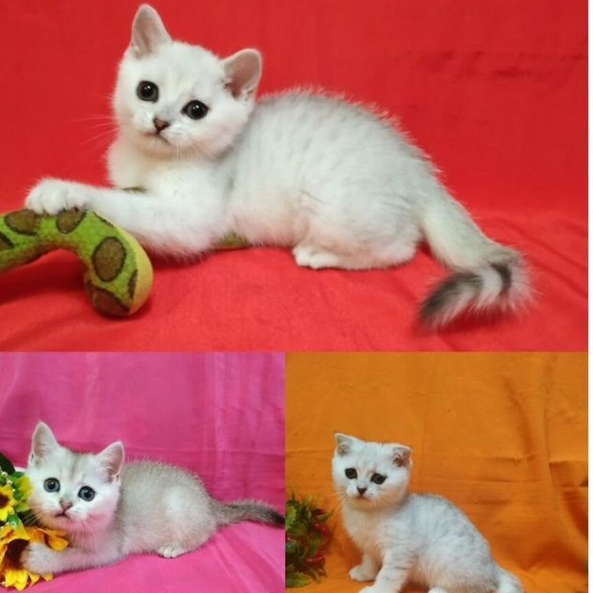 Шотландские Серебристые котята