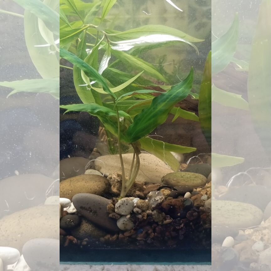 Аквариумные растения