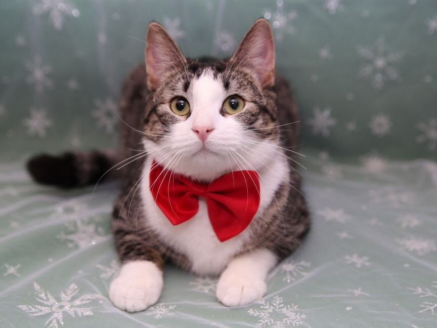 Котик