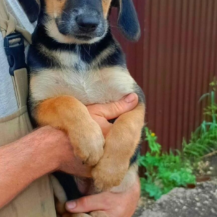 Щенок фенотип бигля