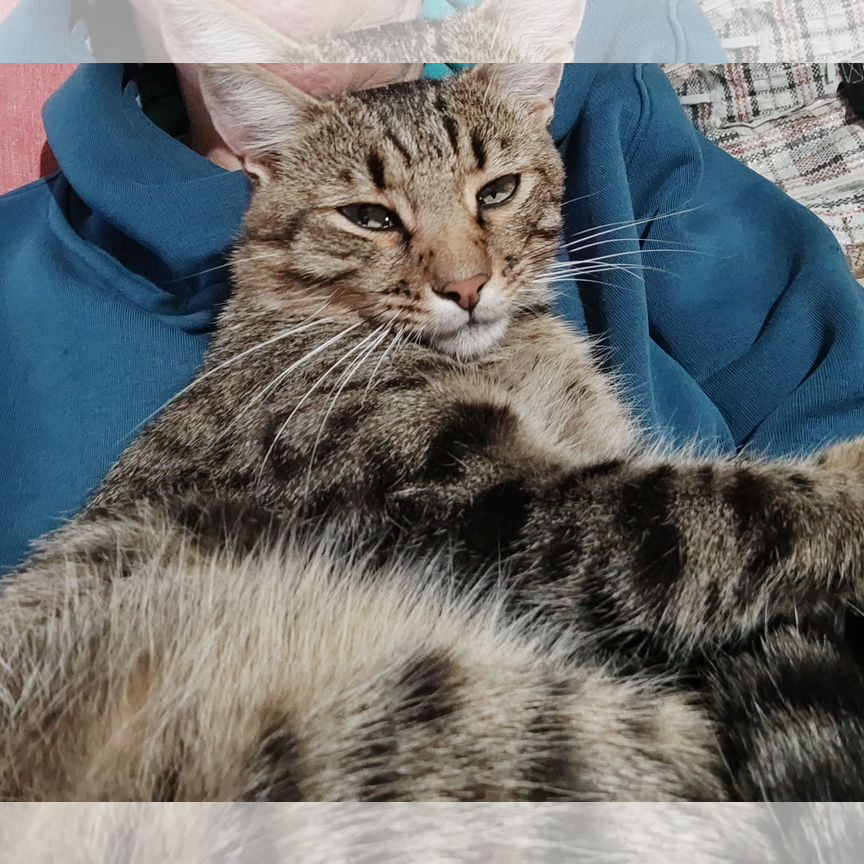 Домашние животные котята бесплатно