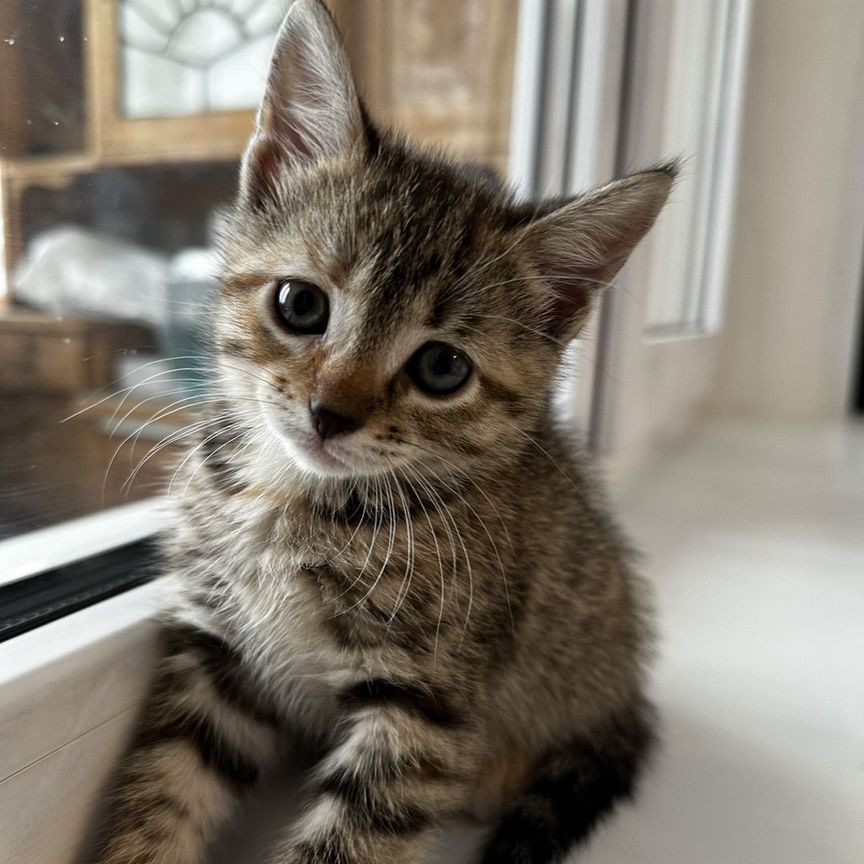 Котята в добрые руки бесплатно