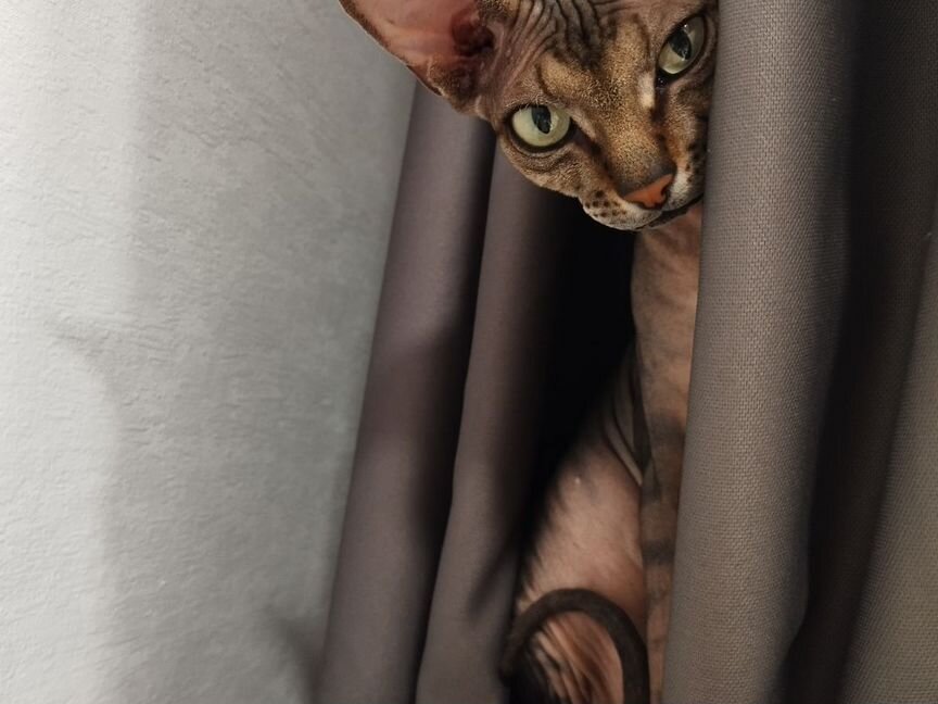 Канадский сфинкс кошка