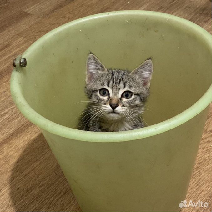 Котенок Зевс