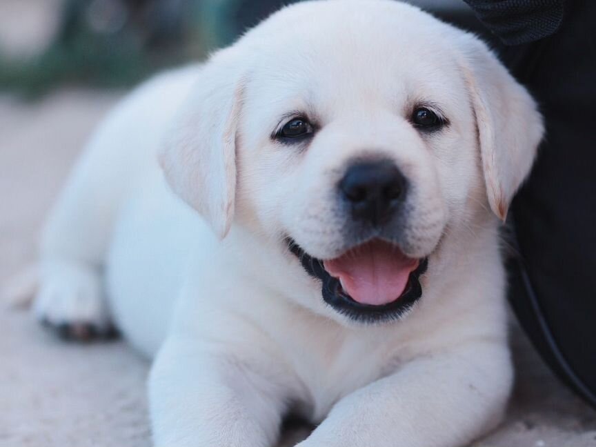 Щенки лабрадора палевые премиум