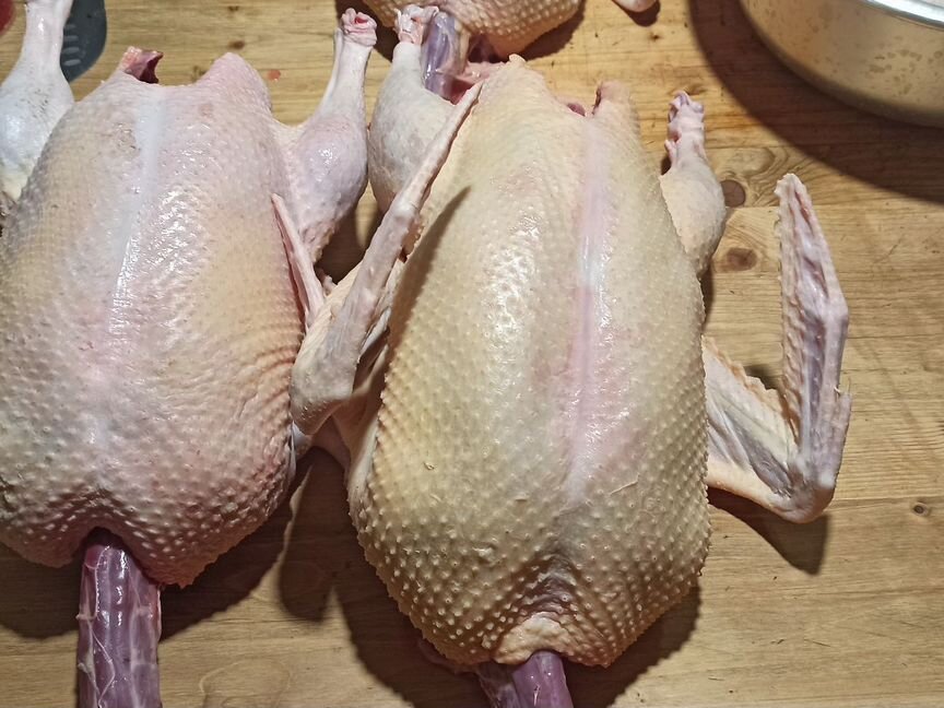Мускусные утки