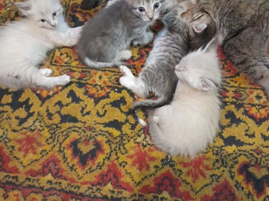 Котята