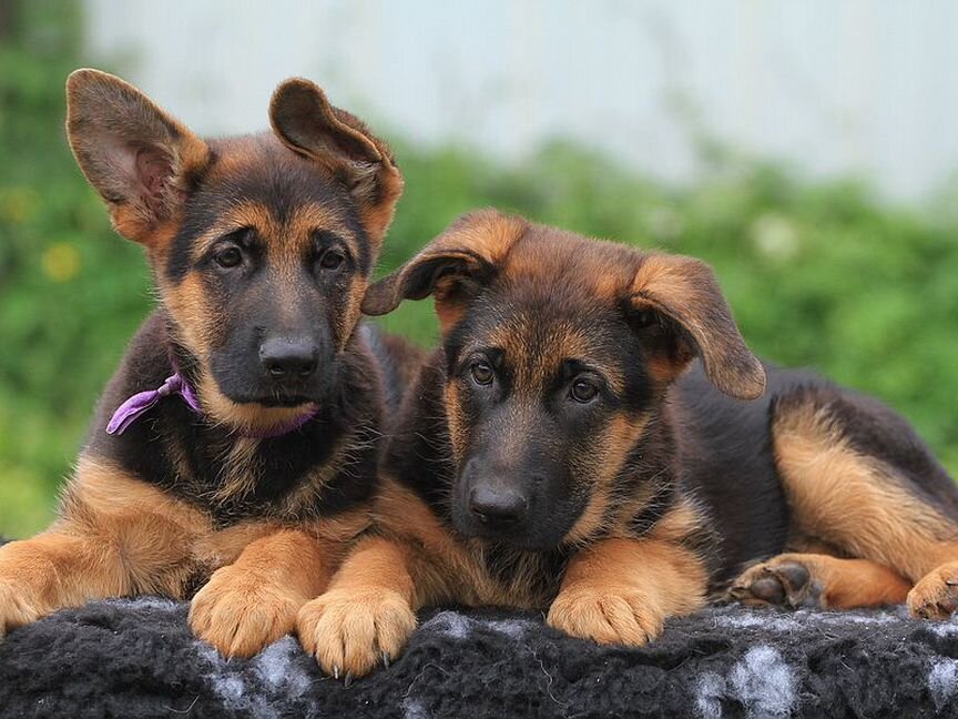 Щенки немецкой овчарки с родословной РКФ
