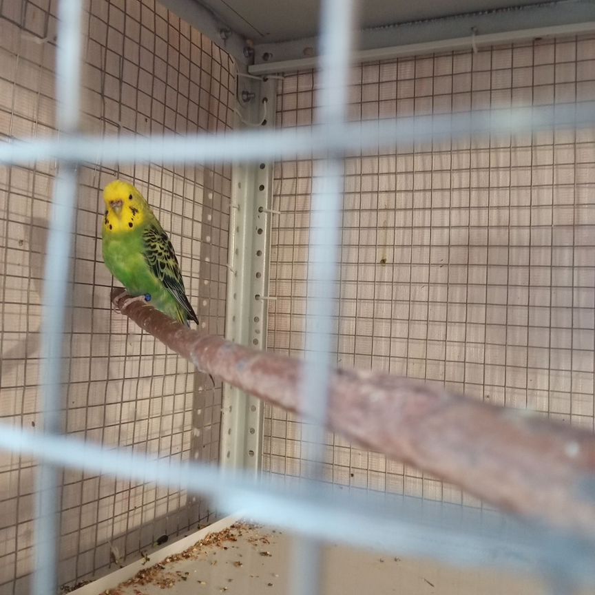 Волнистый попугай