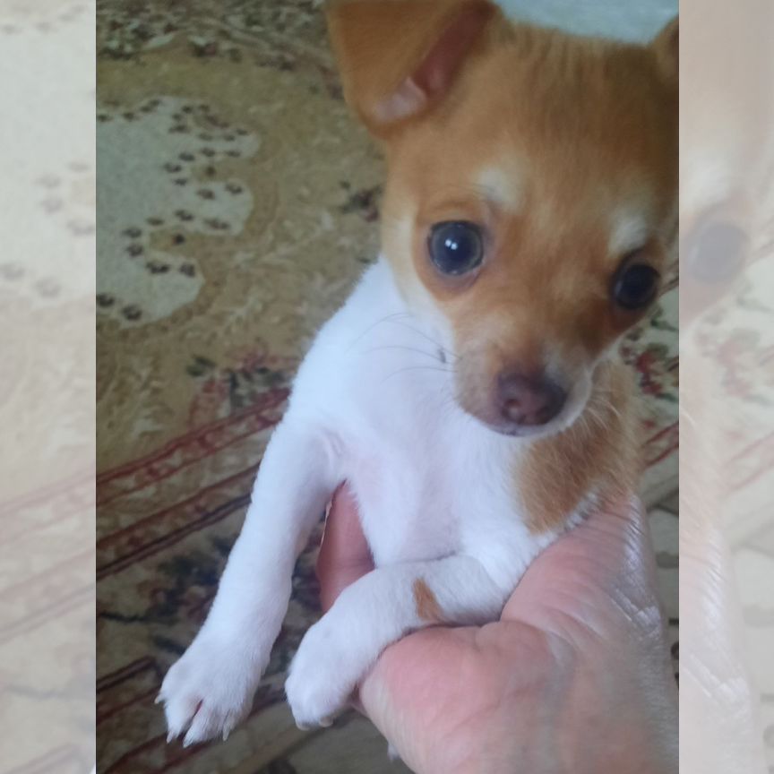 Русский той-терьер, щенок