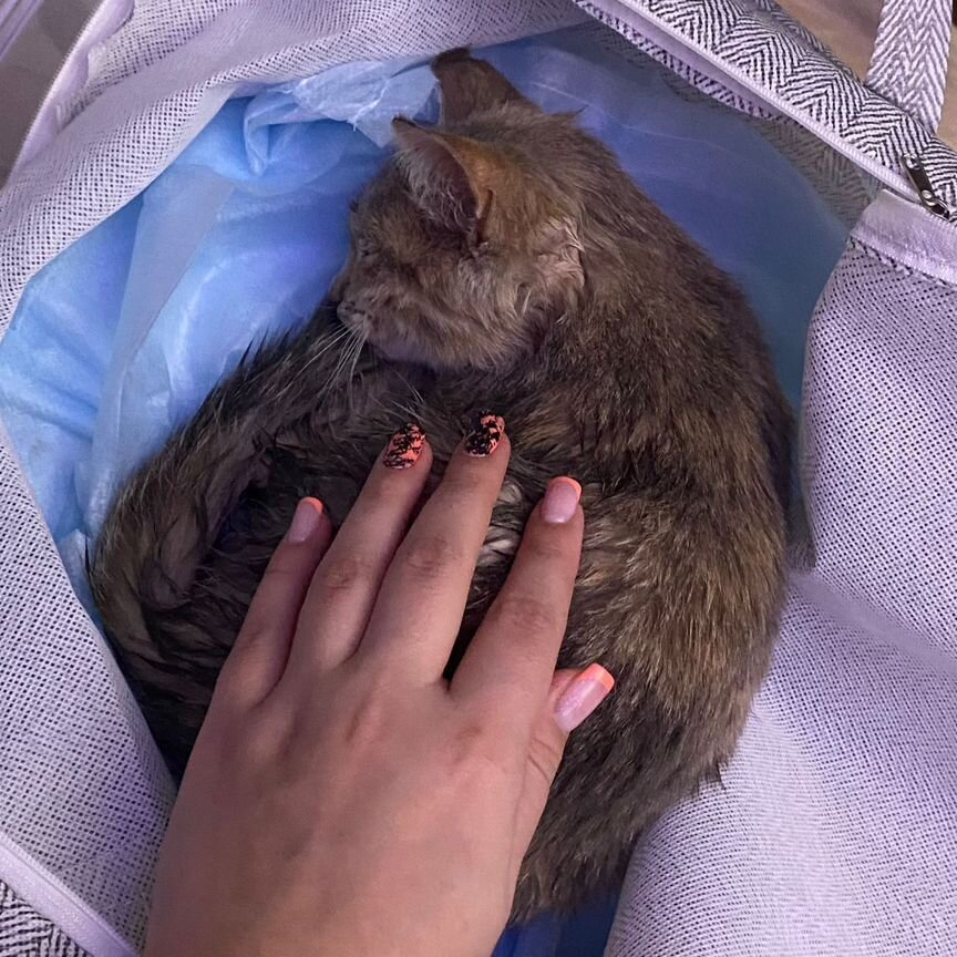 Отдам котика в добрые руки