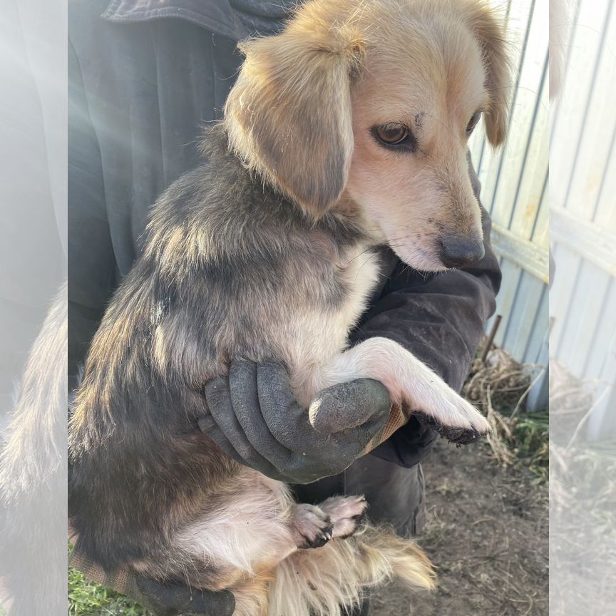 Взрослая собака в добрые руки