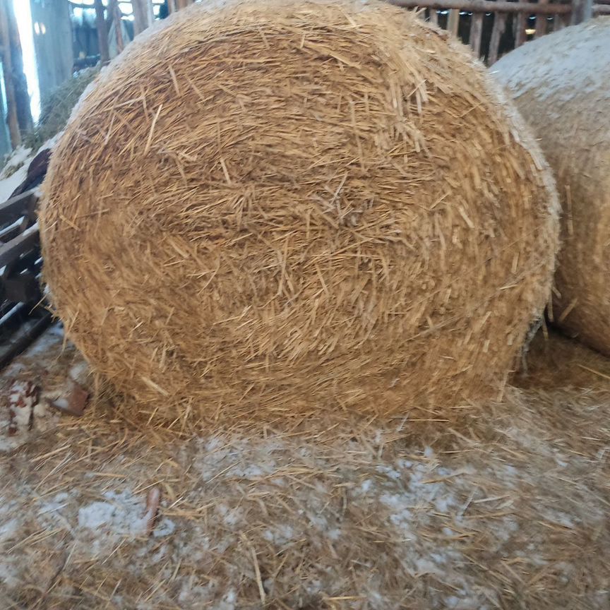 Солома пшеничная в рулонах